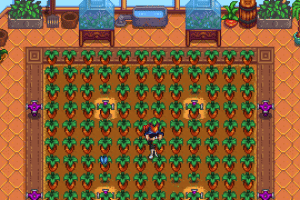 Stardew Valley Greenhouse: 16 Best Crops to Grow – Stardew Guide